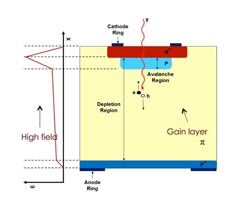 The N In P Structure Of Low Gain Silicon Detectors Where The Gain In Download Scientific
