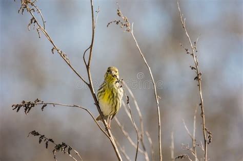 European Serin Or Serinus Serinus Small Yellow Bird Sitting On The Branch Eating Buds Soft