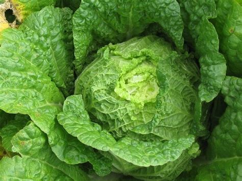 [말랑농업]배추 모종을 심으며