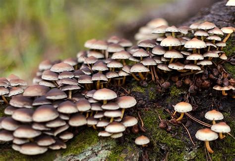 Ways To Identify Tree Fungi Go Green Tree And Stump Removal