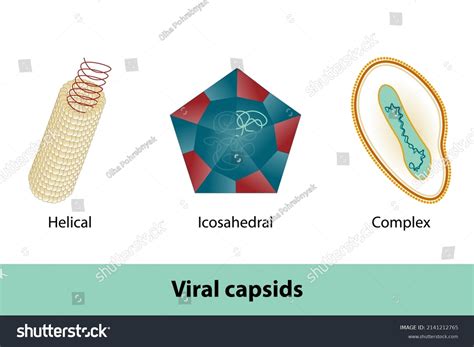 Viral Capsids Different Shapes Helical Polyhedral Stock Vector Royalty Free 2141212765