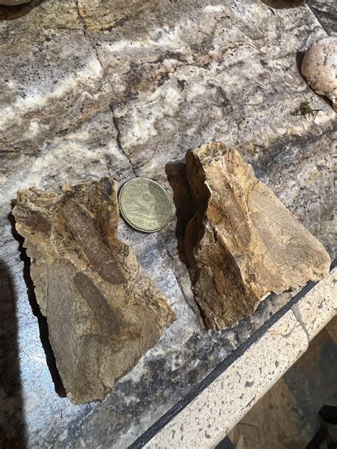 Can Anyone Tell Me What Type Of Fossil This Is Im Located In The