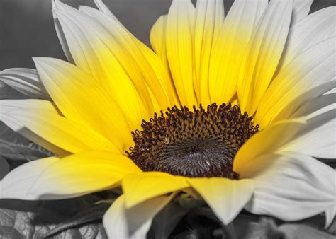 Pixabay Pixabay