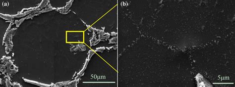 Sem Micrographs Of N Sicp Mg 9 Al Composite Download Scientific Diagram