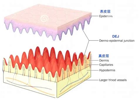 不容小觑的皮肤基底膜 知乎