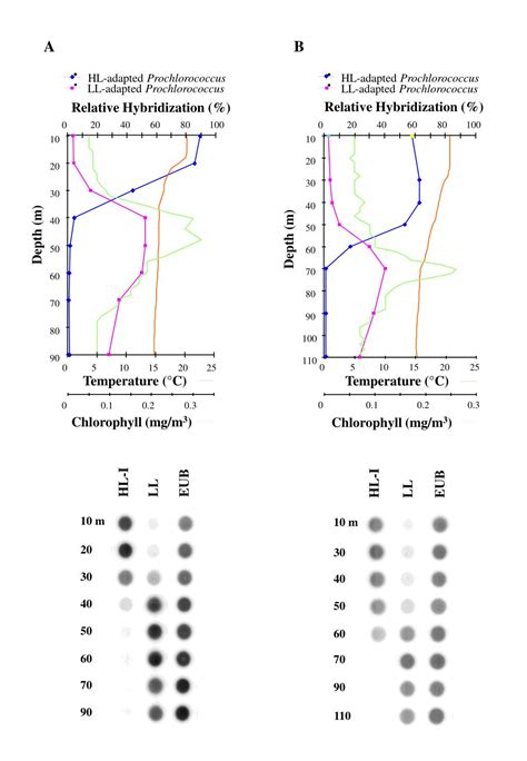 Ppt Prochlorococcus Dynamics In The Red Sea An Annual Cycle Powerpoint Presentation Id4318020