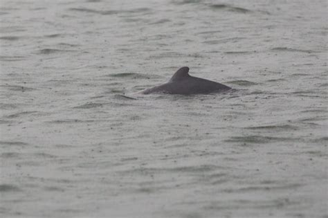 쿠칭 돌고래 관찰 보트 투어 Kkday