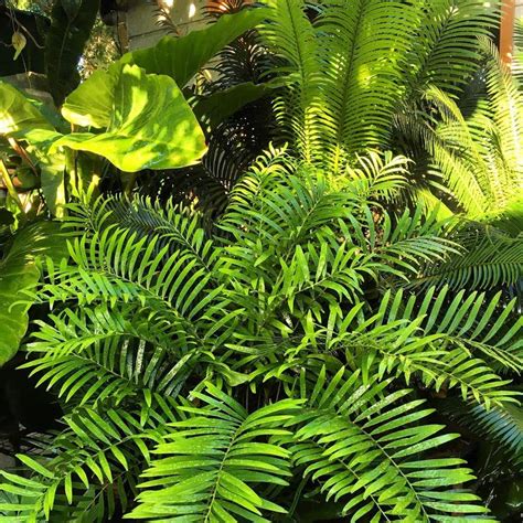 Personalized Florida Arrowroot Care Water Light Nutrients Greg App