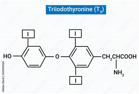 Triiodothyronine Also Known As T3 Is A Thyroid Hormone Stock Vector