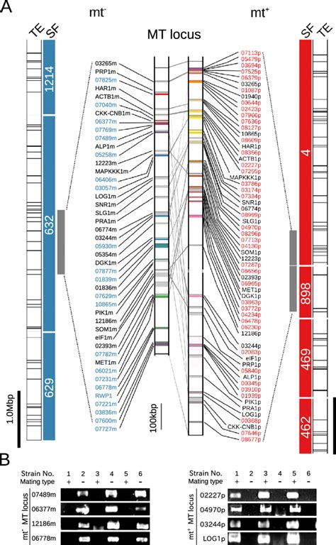 Genomic Structures Of The Mating Type Mt Locus In The Green Seaweed Download Scientific