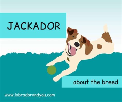 What Is The Bassador Dog Breed A Masterclass