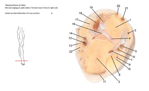 Segmentum Femininum Vi Diagram Quizlet
