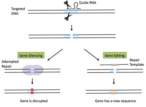 How Are Crops Genetically Modified The Key Approaches Agdaily