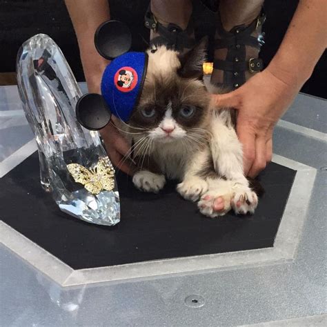 Grumpy Cat At The Cinderella Movie Premiere Grumpy Cat Nickelodeon Cartoons Cinderella Movie