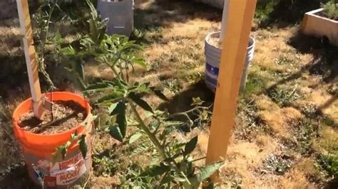 Необходимые процедуры для томатов во время их роста Уход за помидорами в июне июле августе