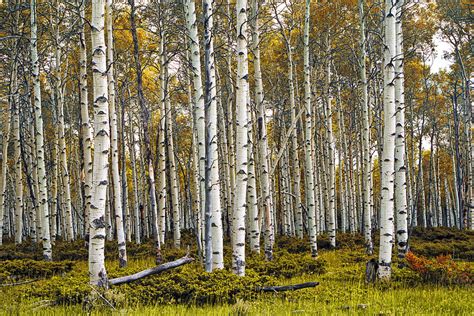 Aspen Trees In Autumn Photograph By Randall Nyhof Fine Art America