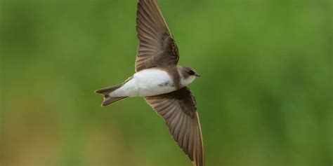 갈색제비 날개와 부리