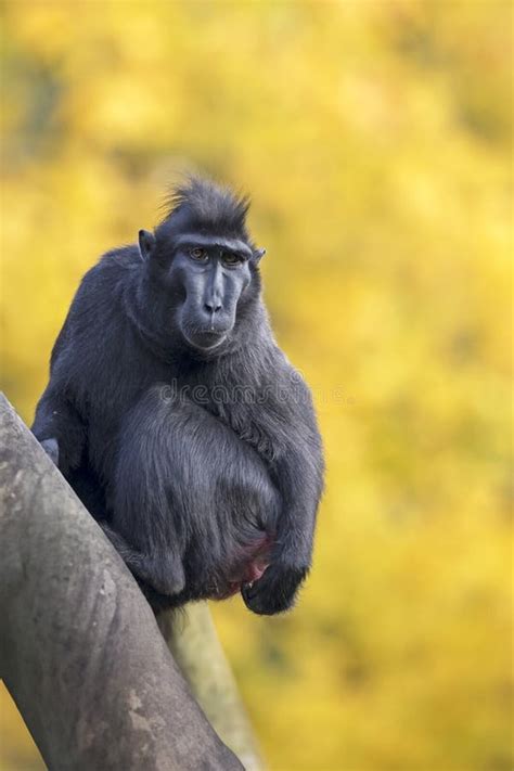 The Celebes Crested Macaque Macaca Nigra Stock Image Image Of