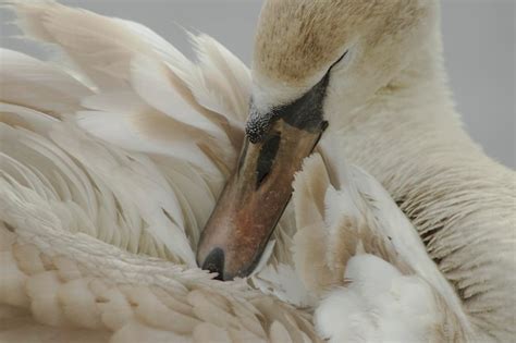Premium Photo Close Up Of Swan Preening