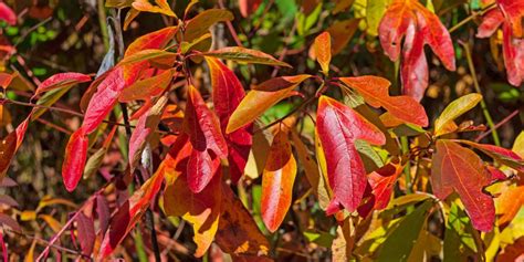 Red Sassafras Tree Sassafras Albidum ~ Sassafras Jtsop Farms