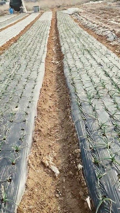 홍산마늘 부직포피복벗기고 추비했어요 Nk반요소반 Youtube