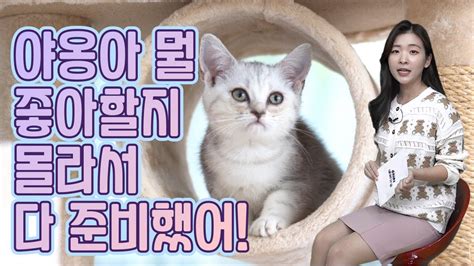 뜨달문 학생들이 만든 이색 고양이 장난감 나마갤러리 신화의 땅과 바다 그리스 Youtube