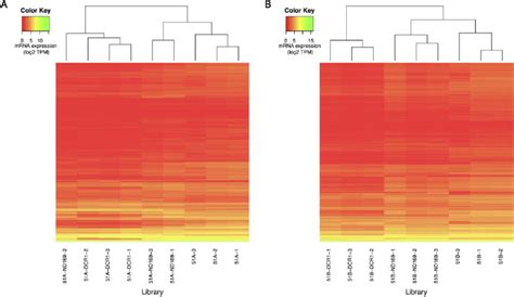 Heatmap Of Mrna Expression After Hierarchical Clustering Euclidean