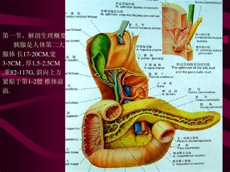 胰腺疾病word文档在线阅读与下载无忧文档