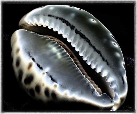 Stylized Seashell Photograph By Jay Alden Fine Art America