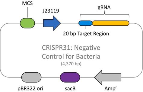 Cas9 Lambda Red Homologous Recombination Plasmid For E Coli Sigma Aldrich
