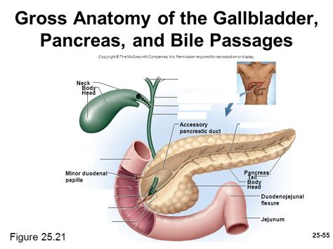 Anatomy Of Gallbladder Pancreas And Bile Passages Diagram Quizlet