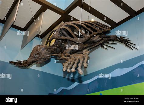 Ancient Archelon Sea Turtle Skeleton From The Cretaceous Period Florida
