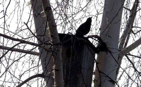 House Totocha Апрель