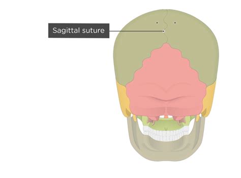 Lambdoidal Suture