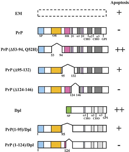 Schematic Representations Of Prp Deletion Mutants Or Prp Dpl Fusion Download Scientific Diagram