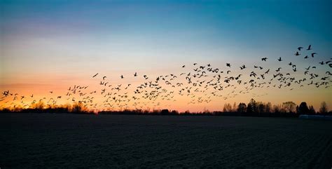 Data Migrations Ness