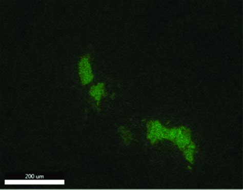 Figure S 1 49 P Map Of Resin Embedded Polished Sample Large Map Download Scientific Diagram