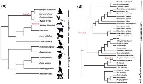 Feature Phylogenetic Tree · Issue 16555 · Apacheecharts · Github