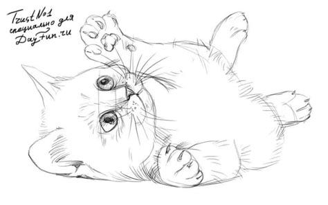 Как нарисовать котёнка карандашом поэтапно Cat Drawing Cat Drawing Tutorial Kitten Drawing