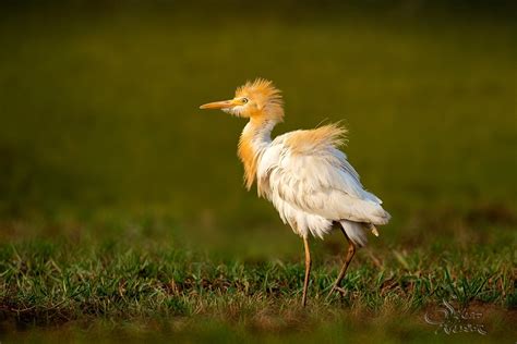 Saleem Khawar Insearchpk