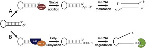 Microrna Maturation And Degradation Is Regulated By Untemplated Microrna Maturation And Degradation Is Regulated By Untemplated