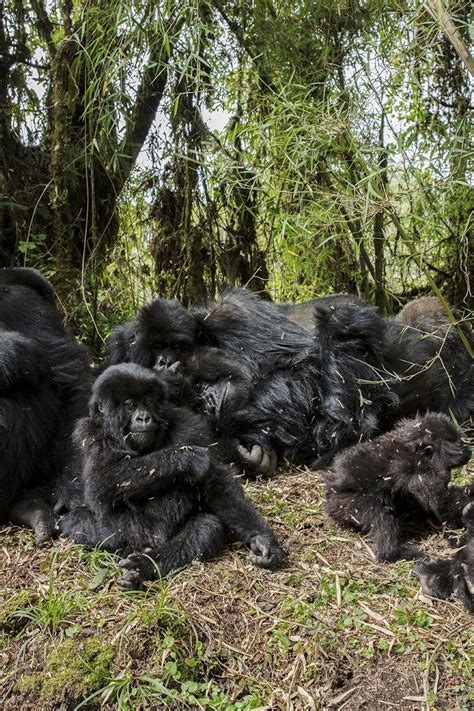Gorillas In The Jungle