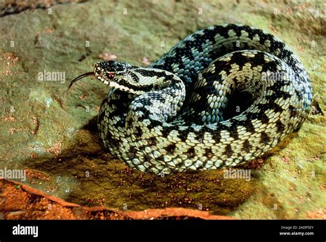 Adder Adder Or Common Viper Vipera Berus Coiled On A Rock This