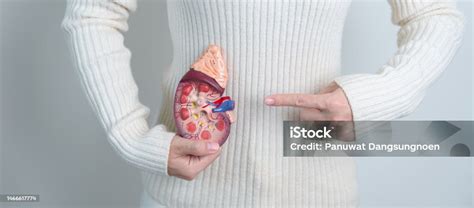 해부학적 인간 신장 부신 모델을 들고 있는 여성 비뇨기계 및 결석의 질병 암 세계 신장의 날 만성 신장 및 장기 기증자의 날 개념 3월에 대한 스톡 사진 및 기타 이미지