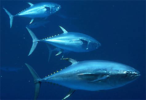 Chapter 7 Marine Biology Flashcards Quizlet