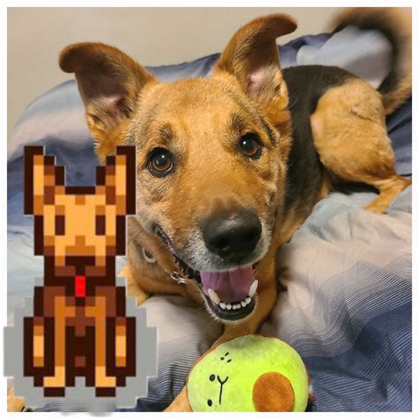 My Irl Pup Looks Just Like One Of The In Game Ones Rstardewvalley