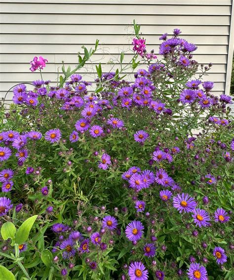 The Pinks And Purples Of Autumn Fine Gardening