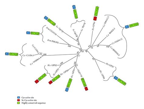 maximum likelihood majority rule bootstrap consensus tree of gpx