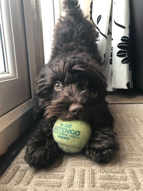 Frankie🐾 The Chocolate Brown Cockapoo Playing With Tennis Ball