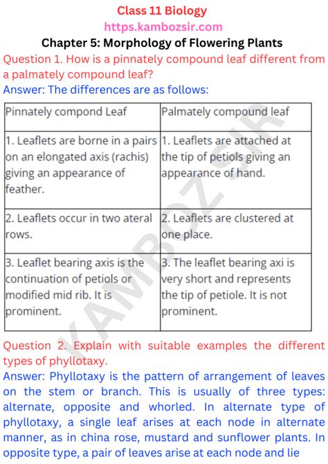 class 11th biology chapter 5 morphology of flowering plants solution